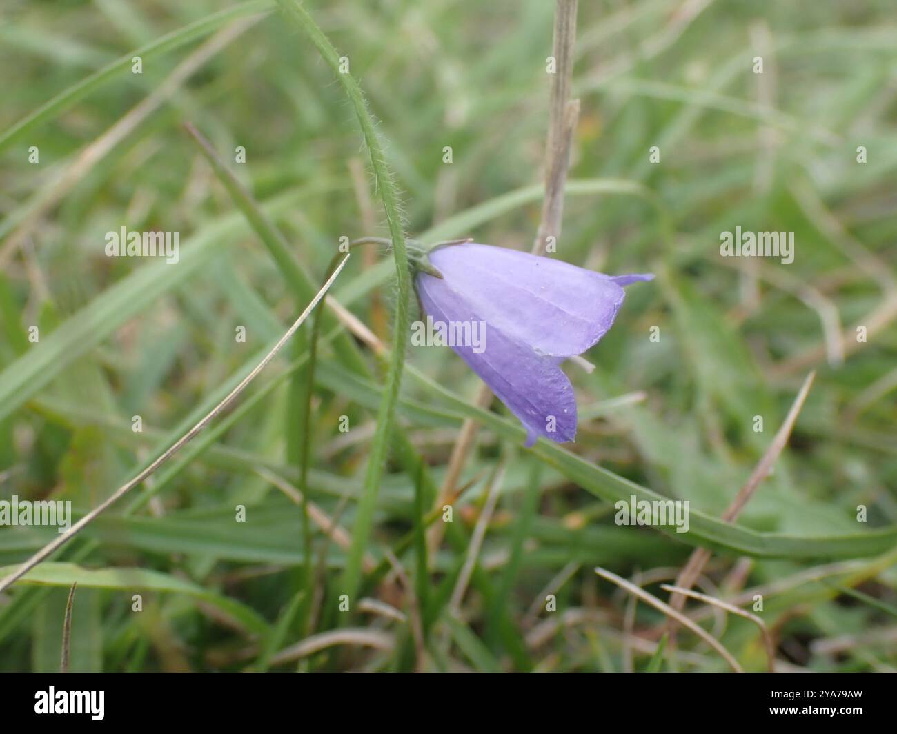 Common Harebell (Campanula rotundifolia) Plantae Stock Photo - Alamy