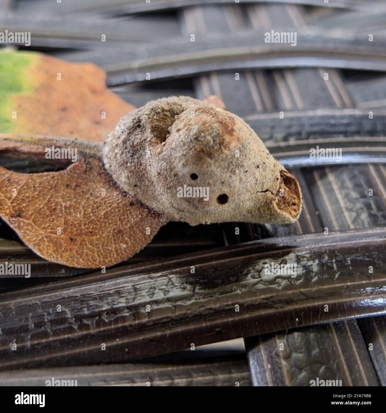Oak Petiole Gall Wasp (Andricus quercuspetiolicola) Insecta Stock Photo ...