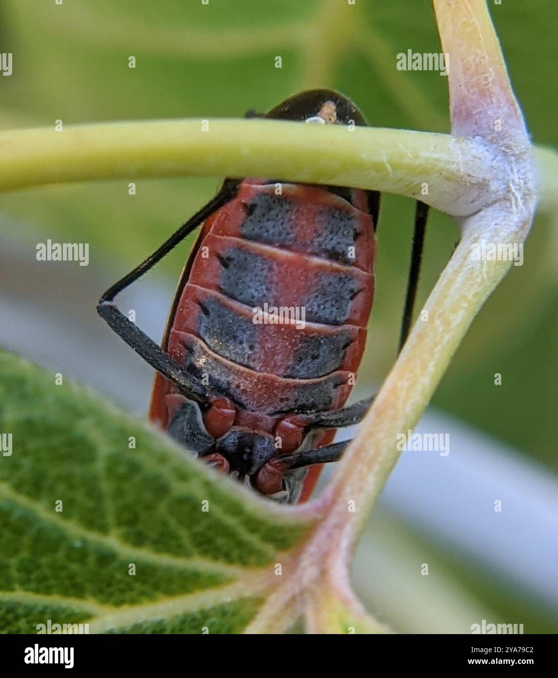 Eastern Boxelder Bug (Boisea trivittata) Insecta Stock Photo - Alamy