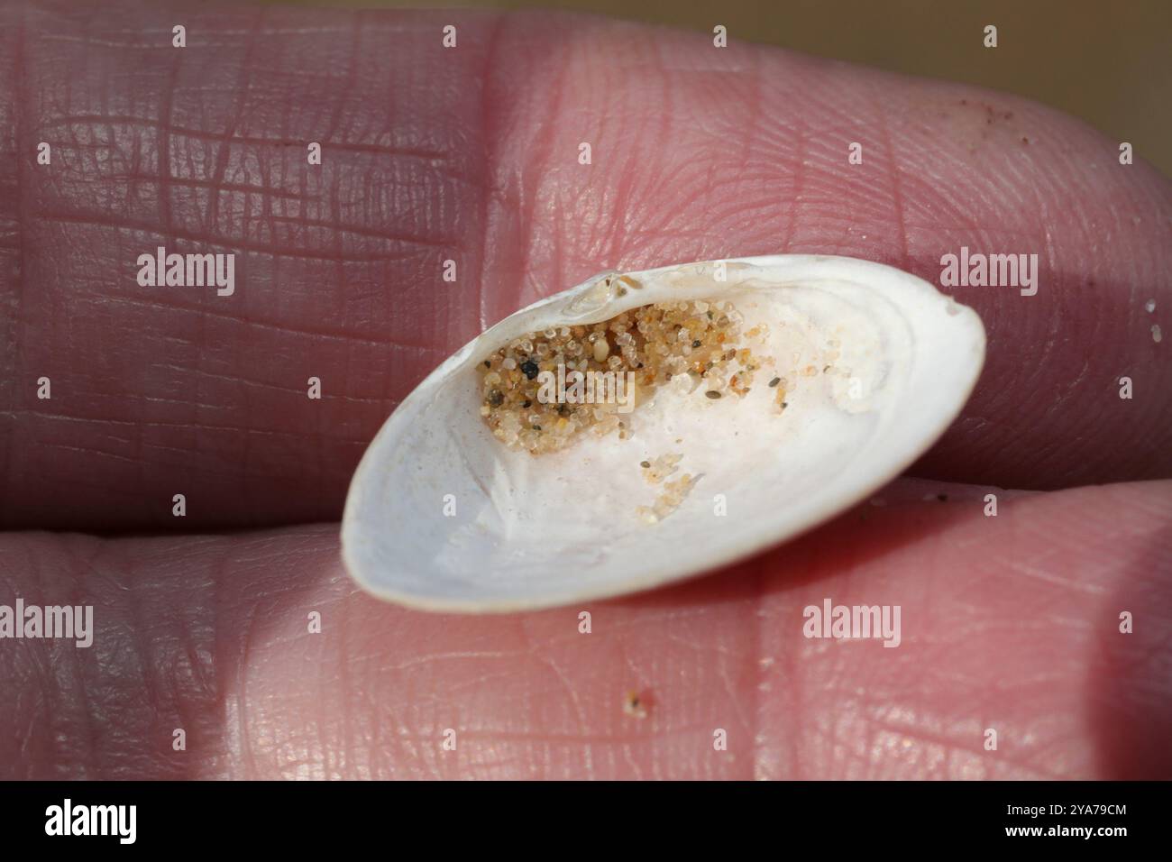 Elliptical Trough Shell (Spisula elliptica) Mollusca Stock Photo - Alamy