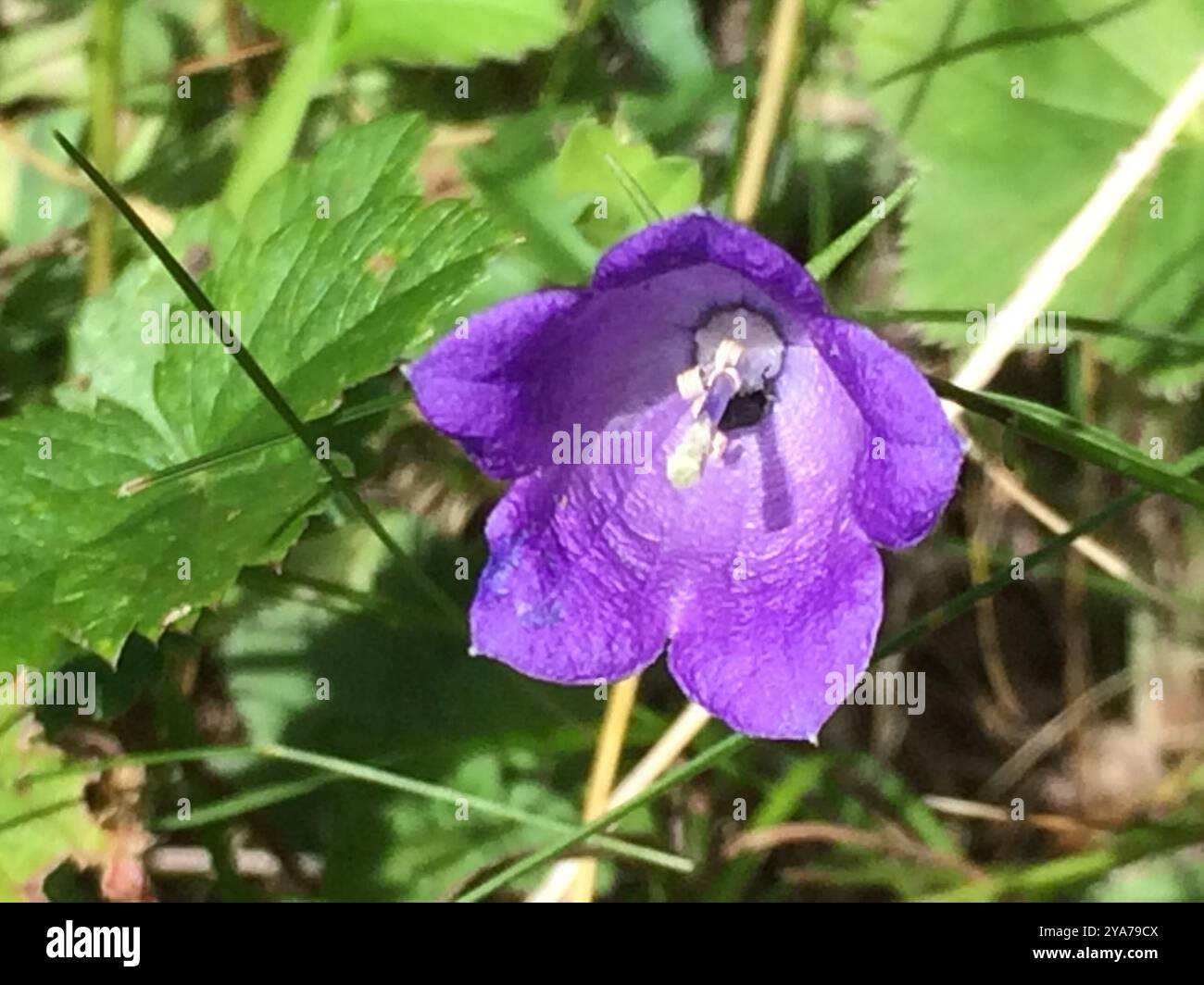 Common Harebell (Campanula rotundifolia) Plantae Stock Photo - Alamy