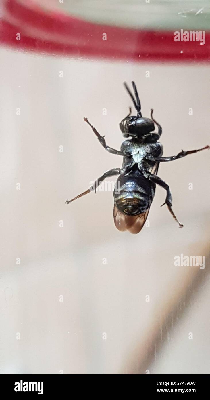 Ants, Bees, Wasps, and Sawflies (Hymenoptera) Insecta Stock Photo - Alamy