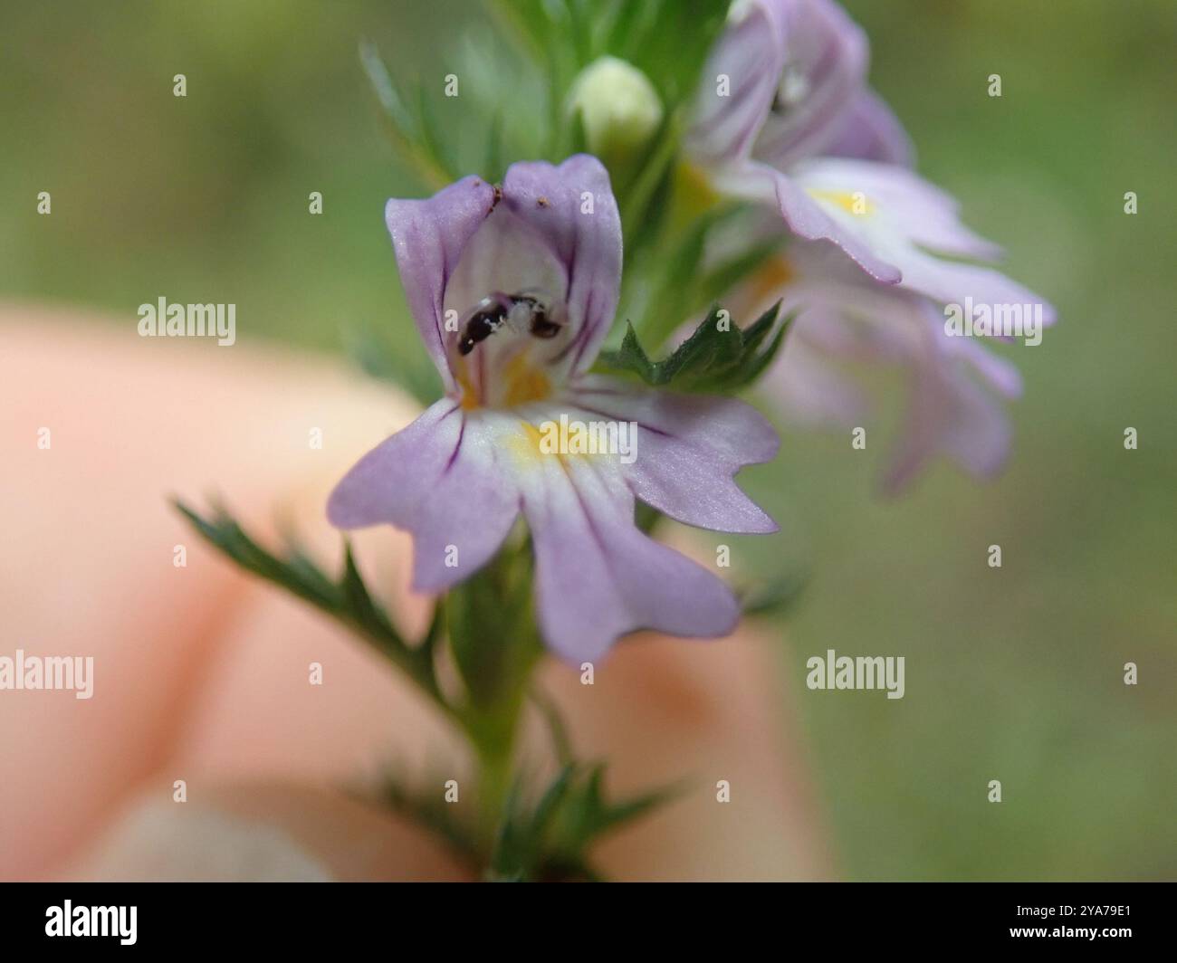 Common Eyebright (Euphrasia nemorosa) Plantae Stock Photo - Alamy