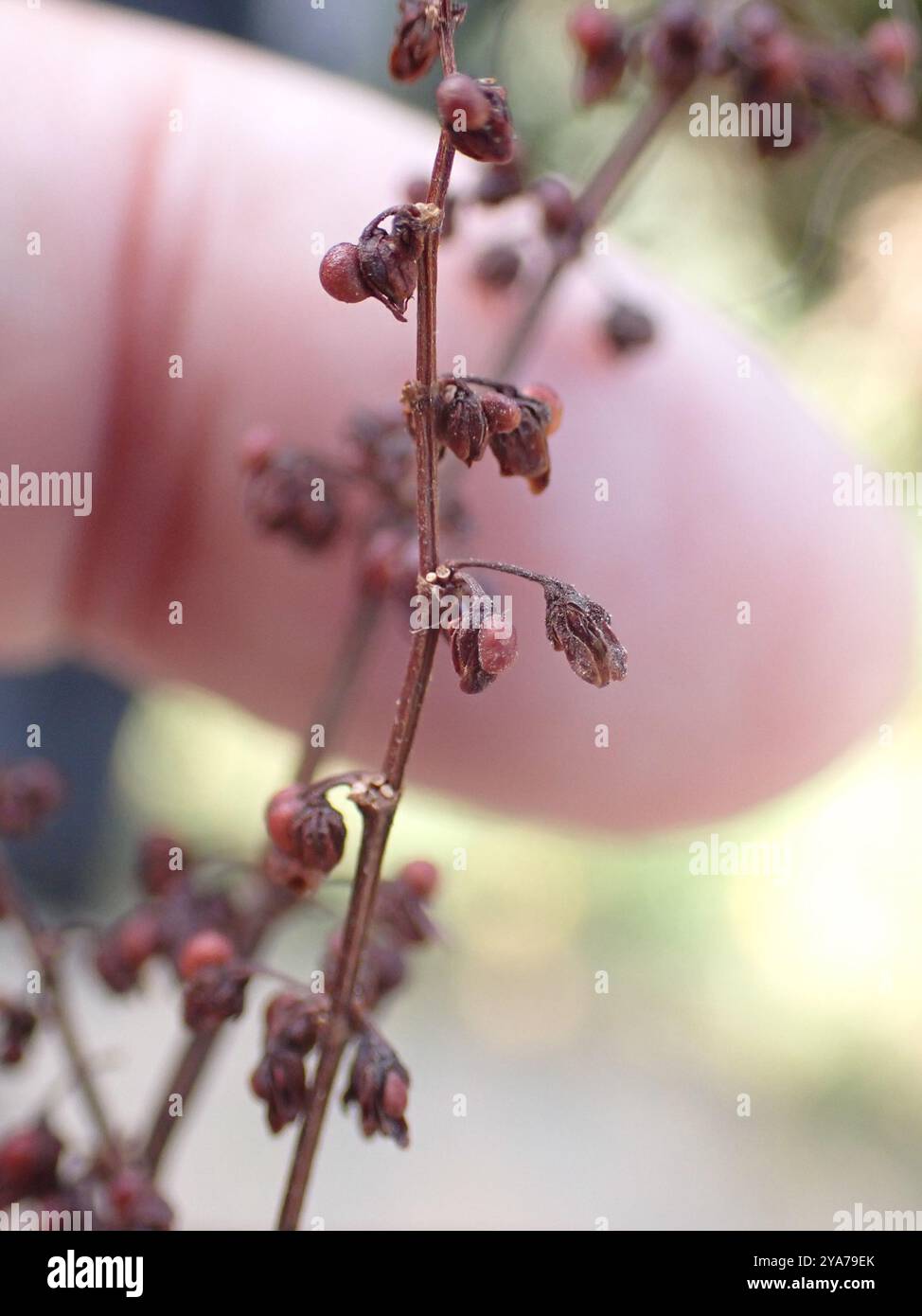 Clustered Dock (Rumex conglomeratus) Plantae Stock Photo - Alamy