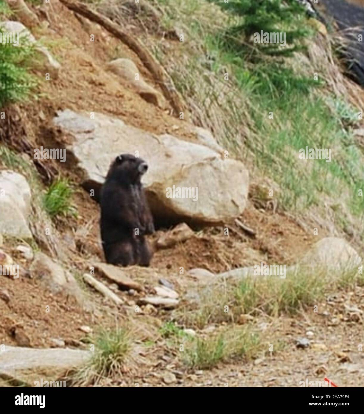 Vancouver Island Marmot (Marmota vancouverensis) Mammalia Stock Photo ...