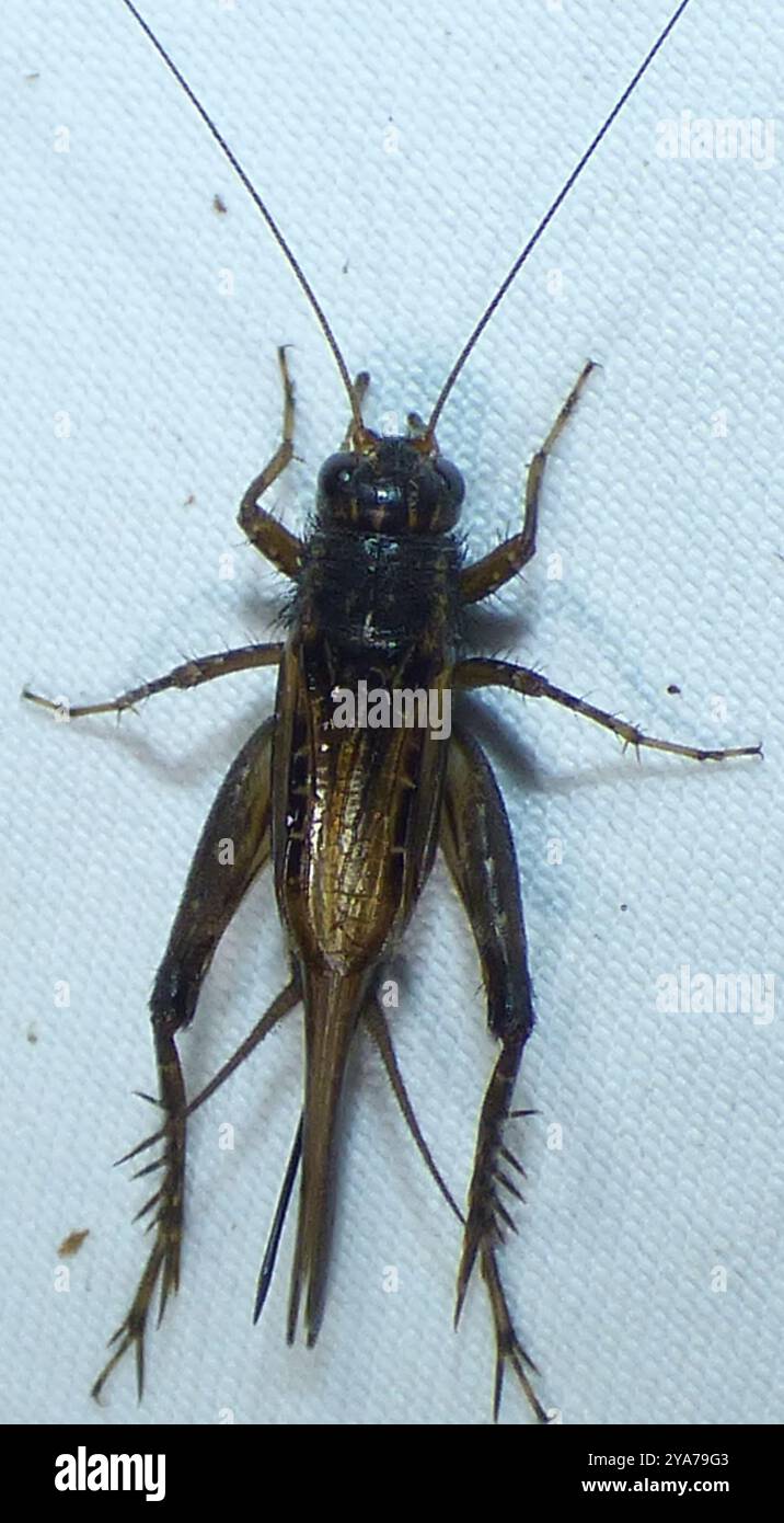 Robust Ground Crickets (Allonemobius) Insecta Stock Photo - Alamy