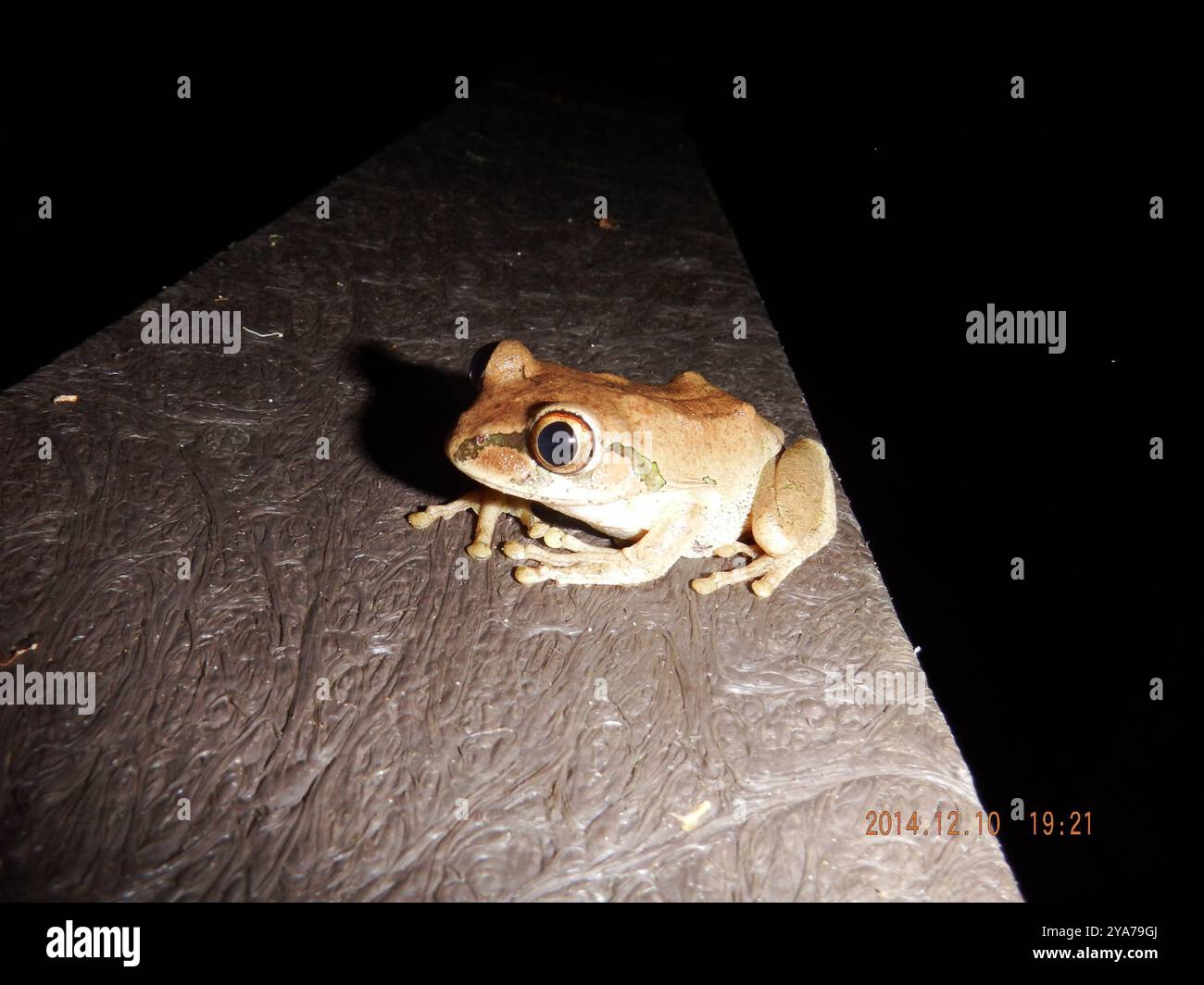 Natal forest tree frog hi-res stock photography and images - Alamy