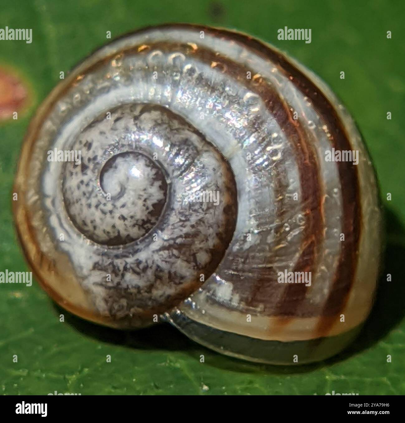 Brown-lipped Snail (Cepaea nemoralis) Mollusca Stock Photo - Alamy
