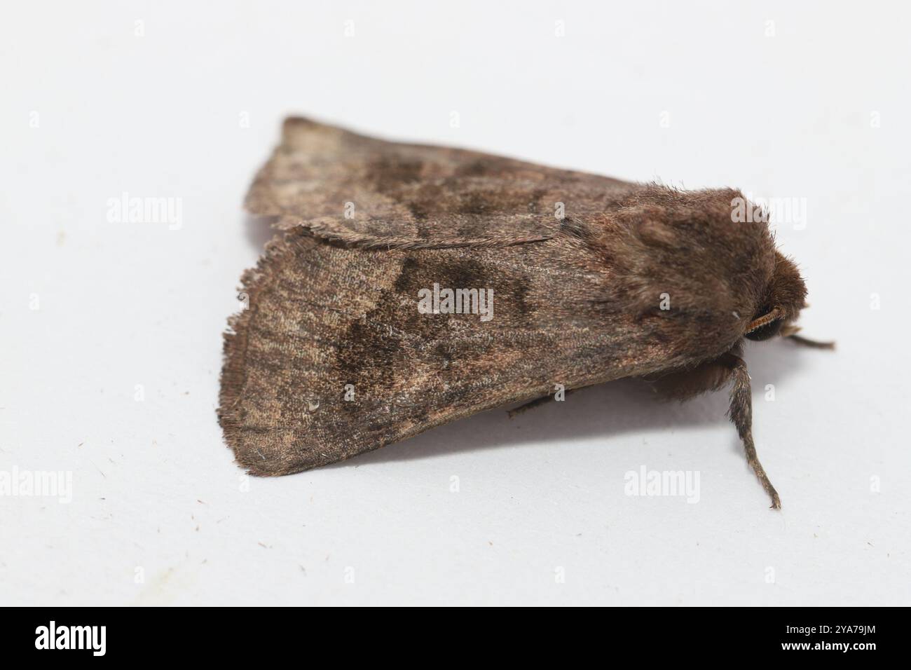 Bronzed Cutworm Moth (Nephelodes minians) Insecta Stock Photo - Alamy