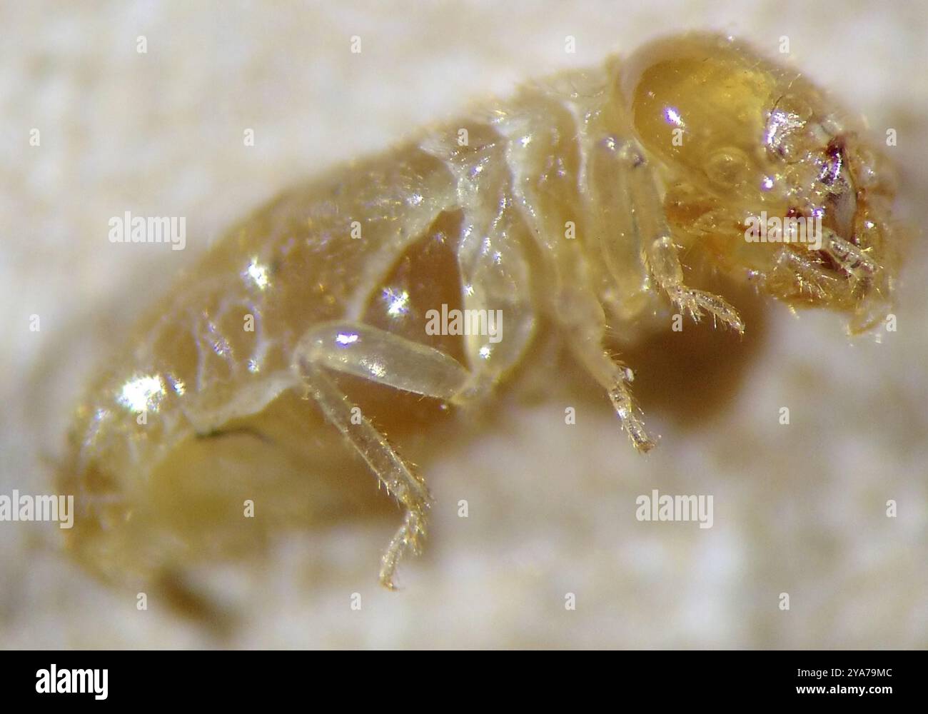 Typical Subterranean Termites (Heterotermitidae) Insecta Stock Photo ...