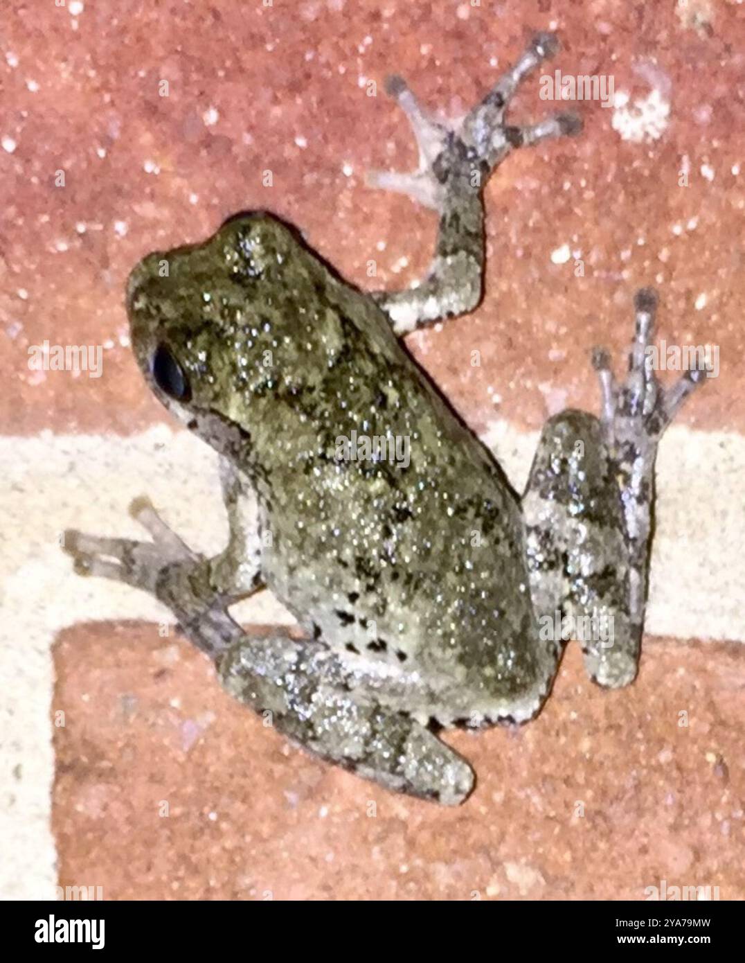 Cope's Gray Treefrog (Hyla chrysoscelis) Amphibia Stock Photo - Alamy
