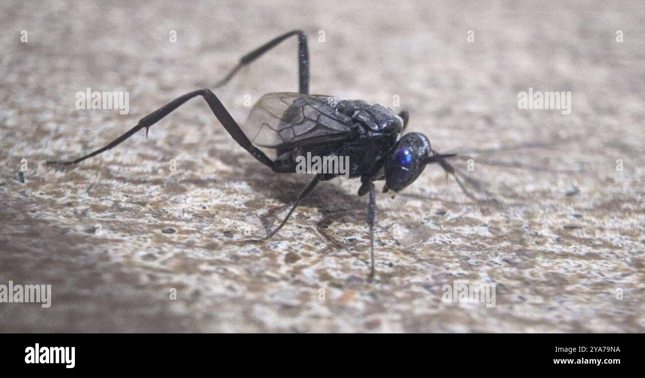 Evania hi-res stock photography and images - Alamy