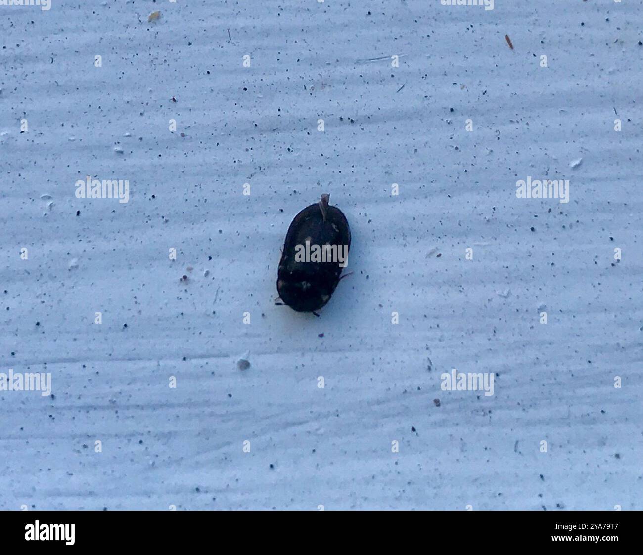 Two-spotted Carpet-beetle (Attagenus pellio) Insecta Stock Photo - Alamy