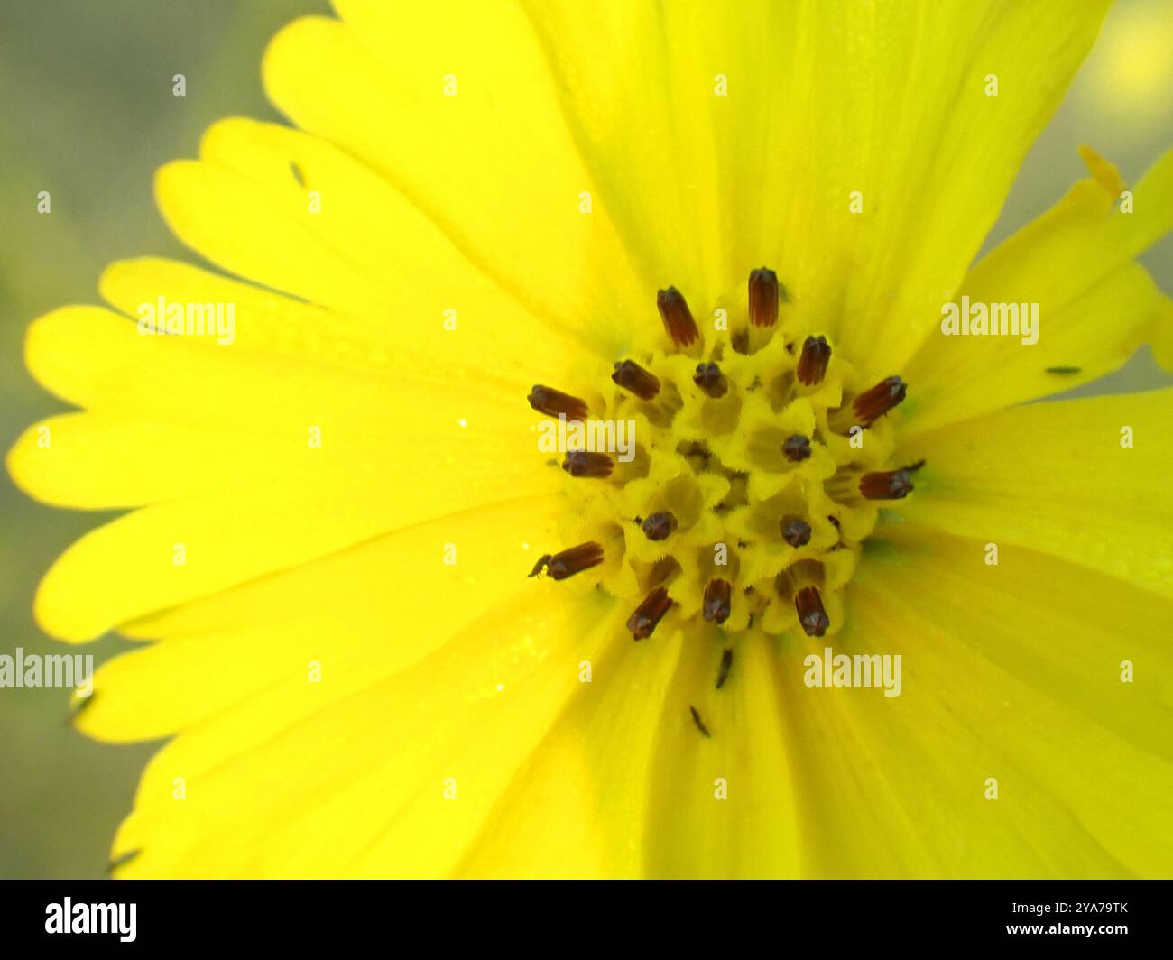 Common Madia (Madia elegans) Plantae Stock Photo - Alamy