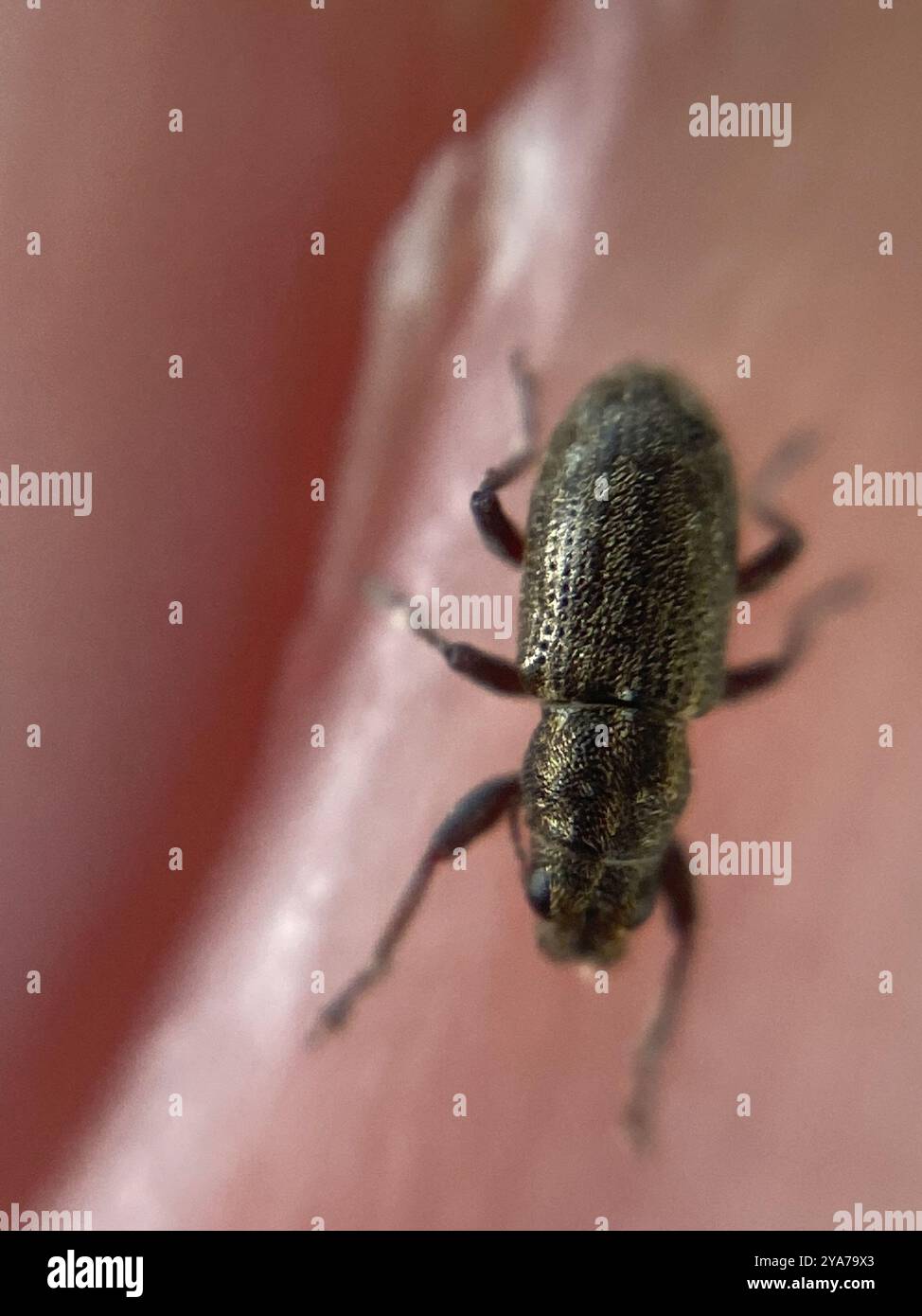 Pea Weevil (Sitona lineatus) Insecta Stock Photo - Alamy