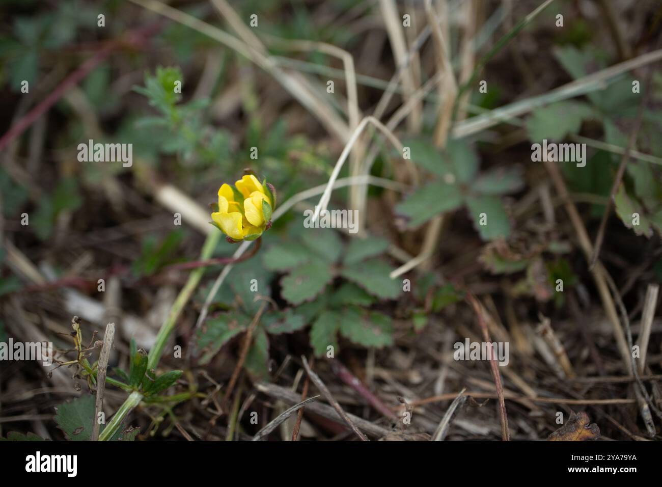 Creeping cinquefoil (Potentilla reptans) Plantae Stock Photo - Alamy