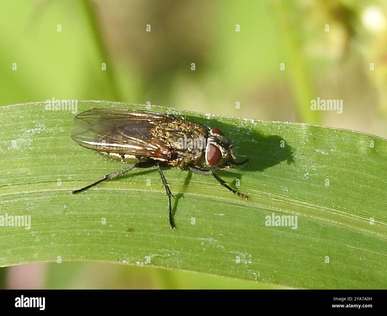 Cluster Flies (Pollenia) Insecta Stock Photo - Alamy