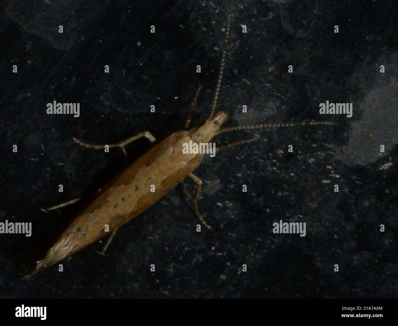 Diamondback Moth (Plutella xylostella) Insecta Stock Photo - Alamy