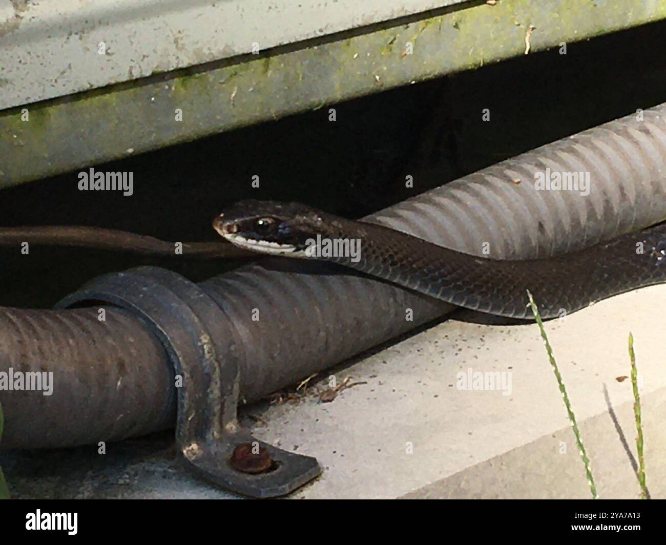 Southern Black Racer (Coluber constrictor priapus) Reptilia Stock Photo ...