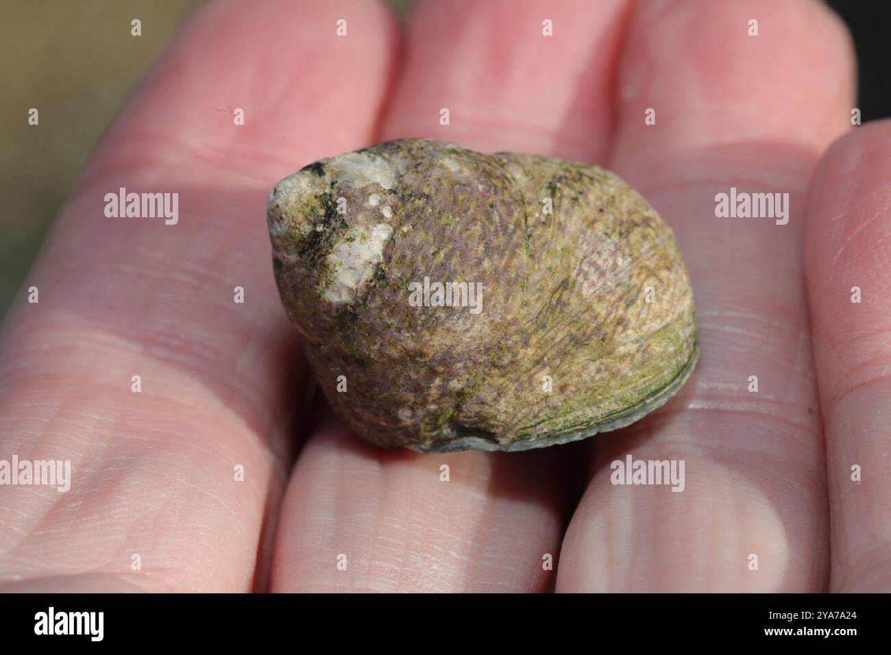 Lined top shell hi-res stock photography and images - Alamy