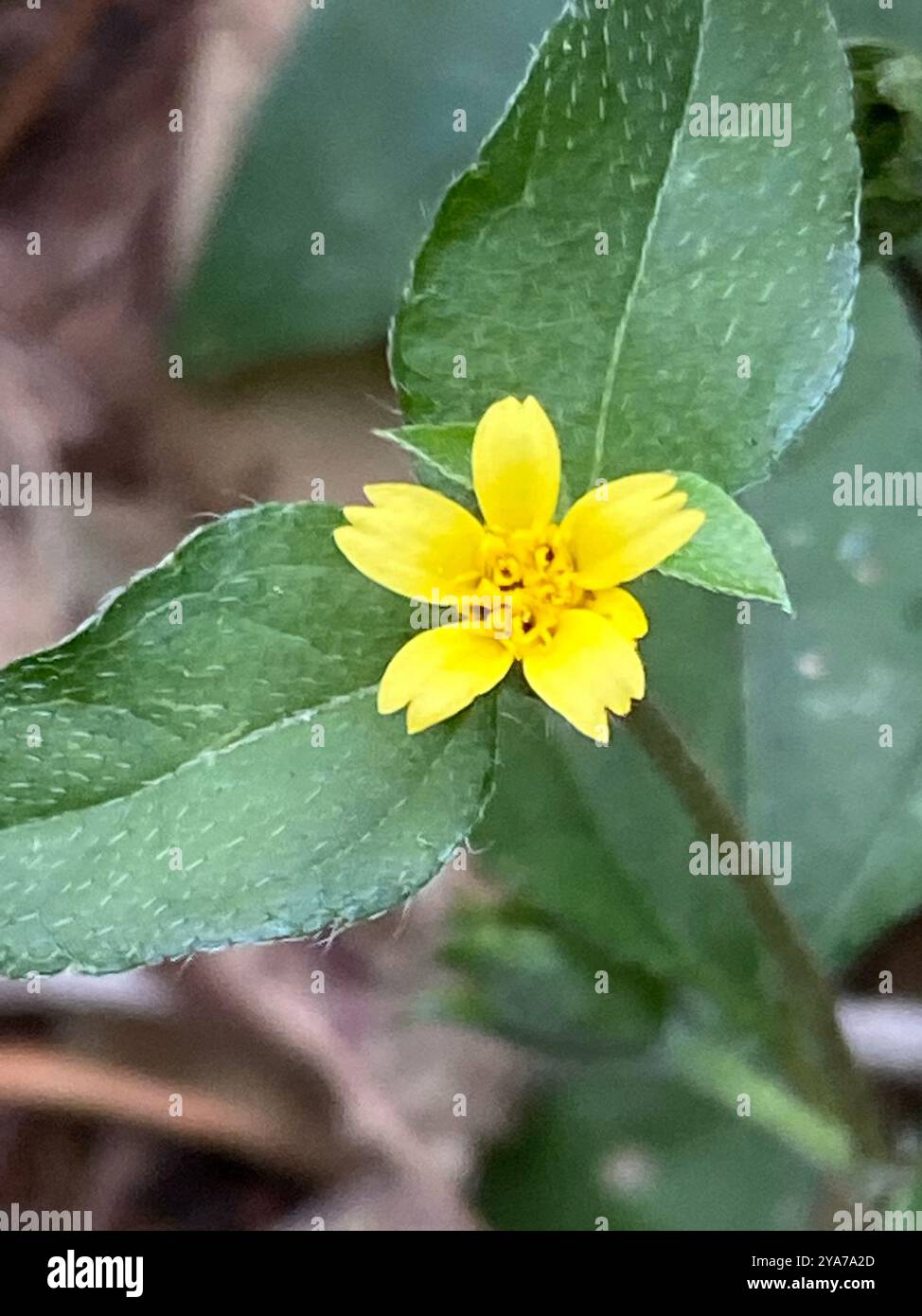 straggler daisy (Calyptocarpus vialis) Plantae Stock Photo - Alamy