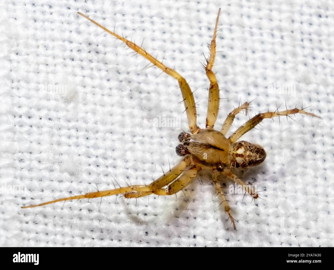 Arabesque Orbweaver (Neoscona arabesca) Arachnida Stock Photo - Alamy