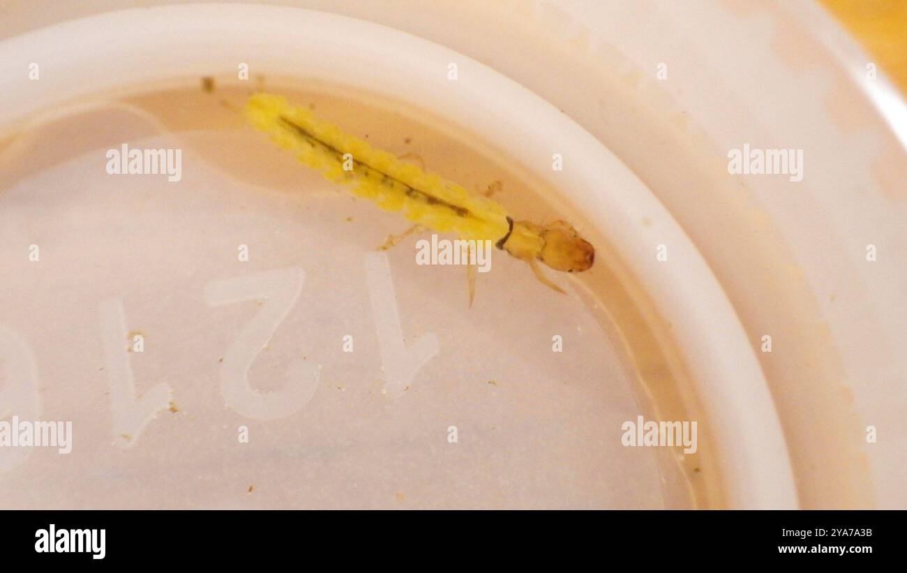 Little Black Caddisflies (Chimarra) Insecta Stock Photo - Alamy