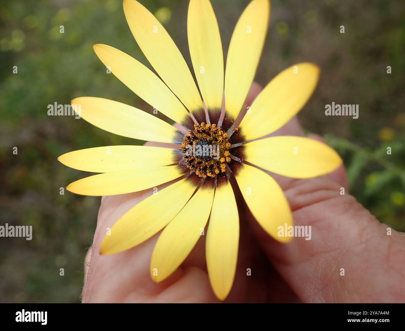 Cape marigold (Dimorphotheca sinuata) Plantae Stock Photo - Alamy