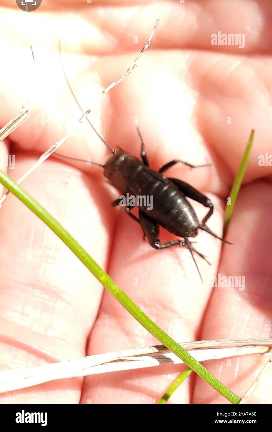 Spring Field Cricket (Gryllus veletis) Insecta Stock Photo - Alamy