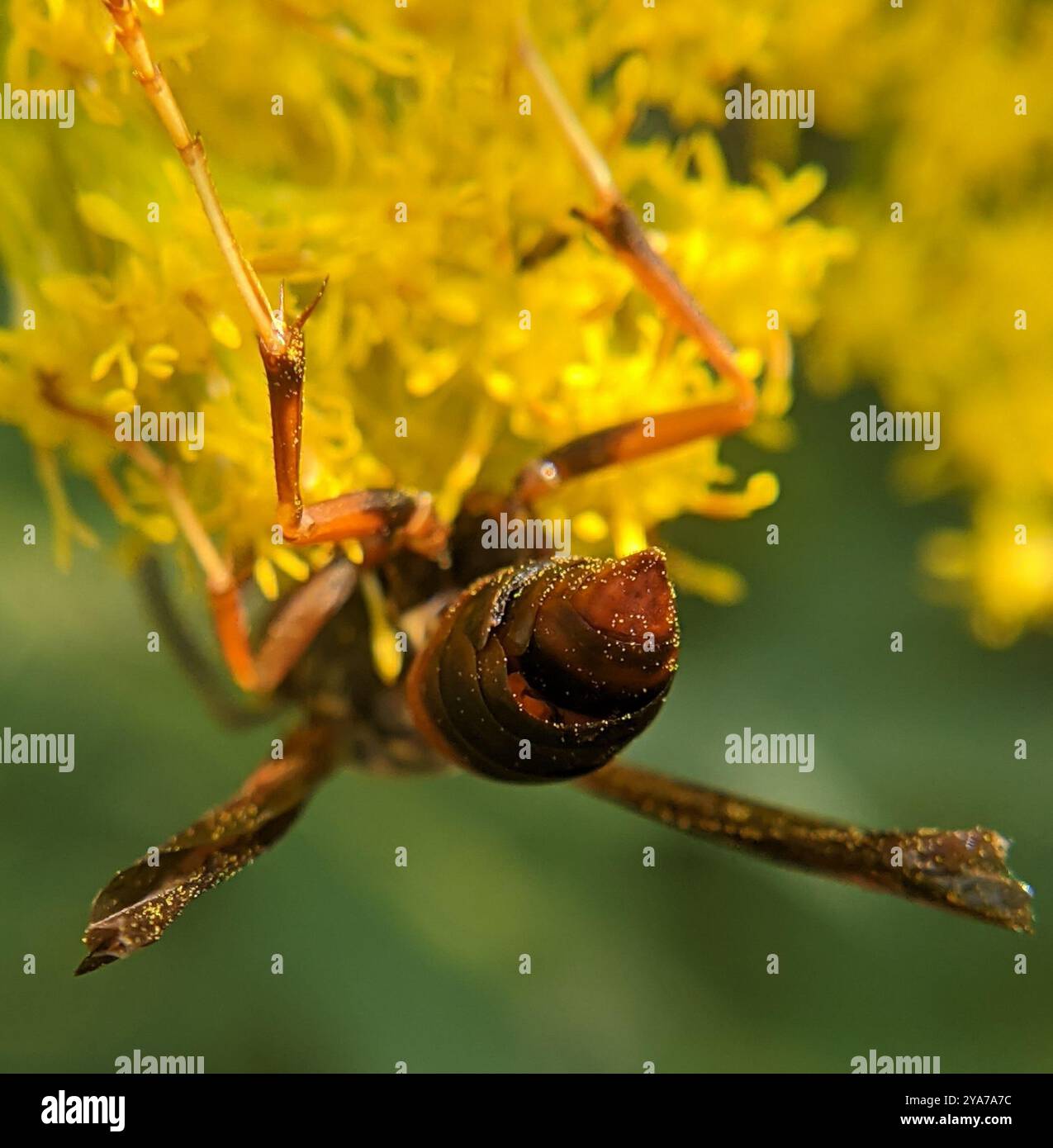 (Xenos peckii) Insecta Stock Photo - Alamy