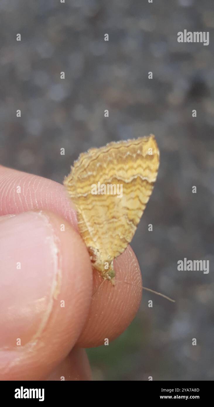 Yellow Shell Moth (Camptogramma bilineata) Insecta Stock Photo - Alamy