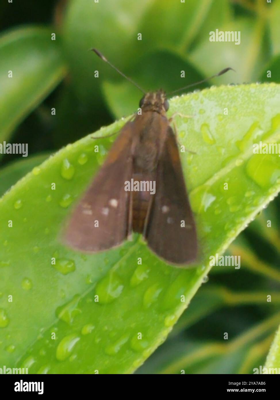 Three-spotted Skipper (Cymaenes tripunctus) Insecta Stock Photo - Alamy