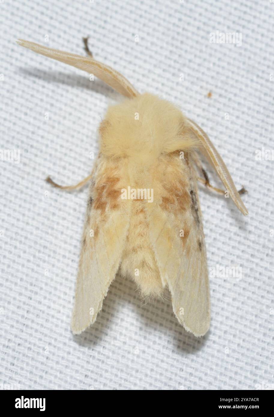 Black-waved Flannel Moth (Megalopyge crispata) Insecta Stock Photo - Alamy