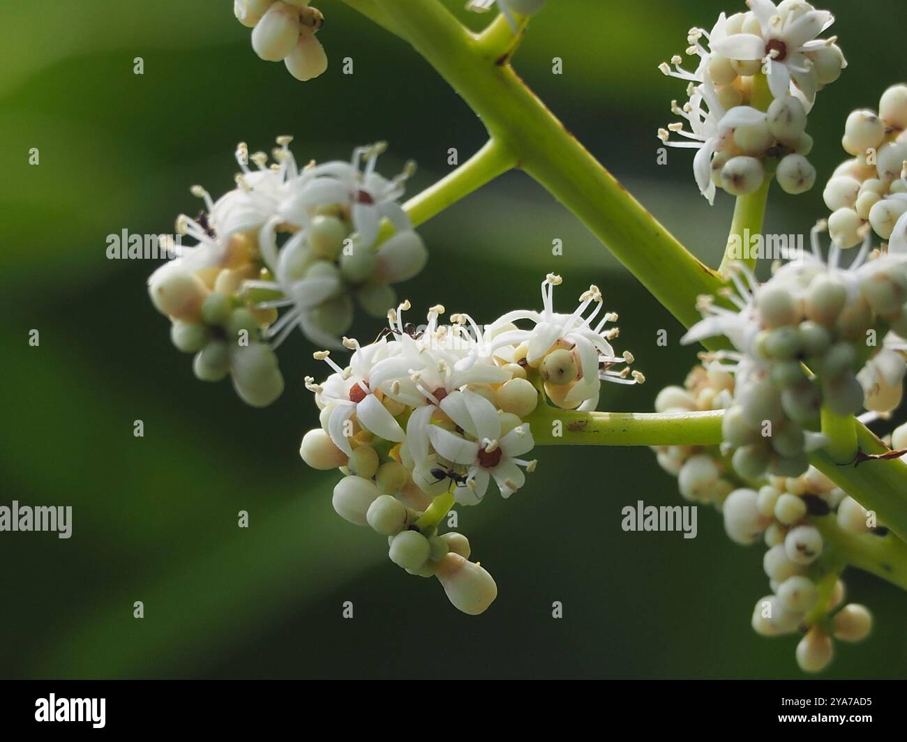 (Semecarpus gigantifolia) Plantae Stock Photo - Alamy
