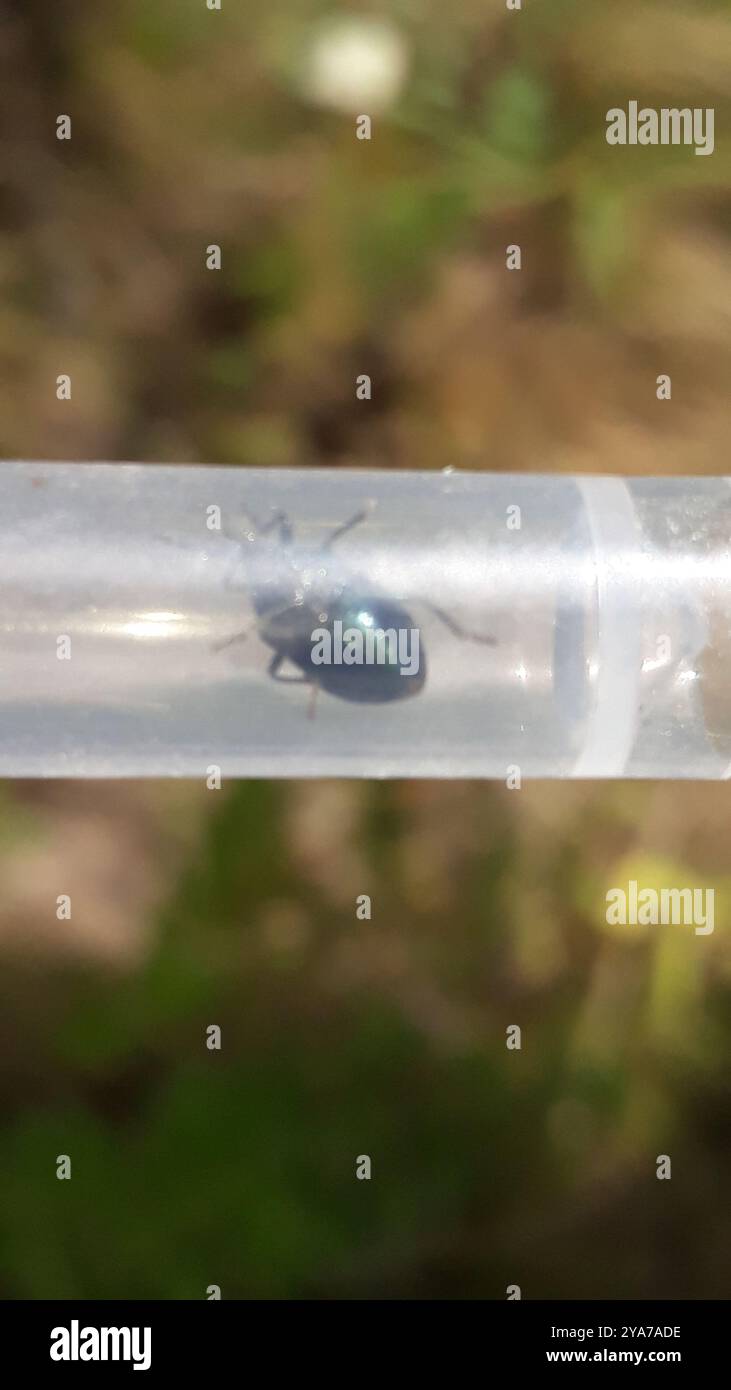 Zicrona caerulea hi-res stock photography and images - Alamy