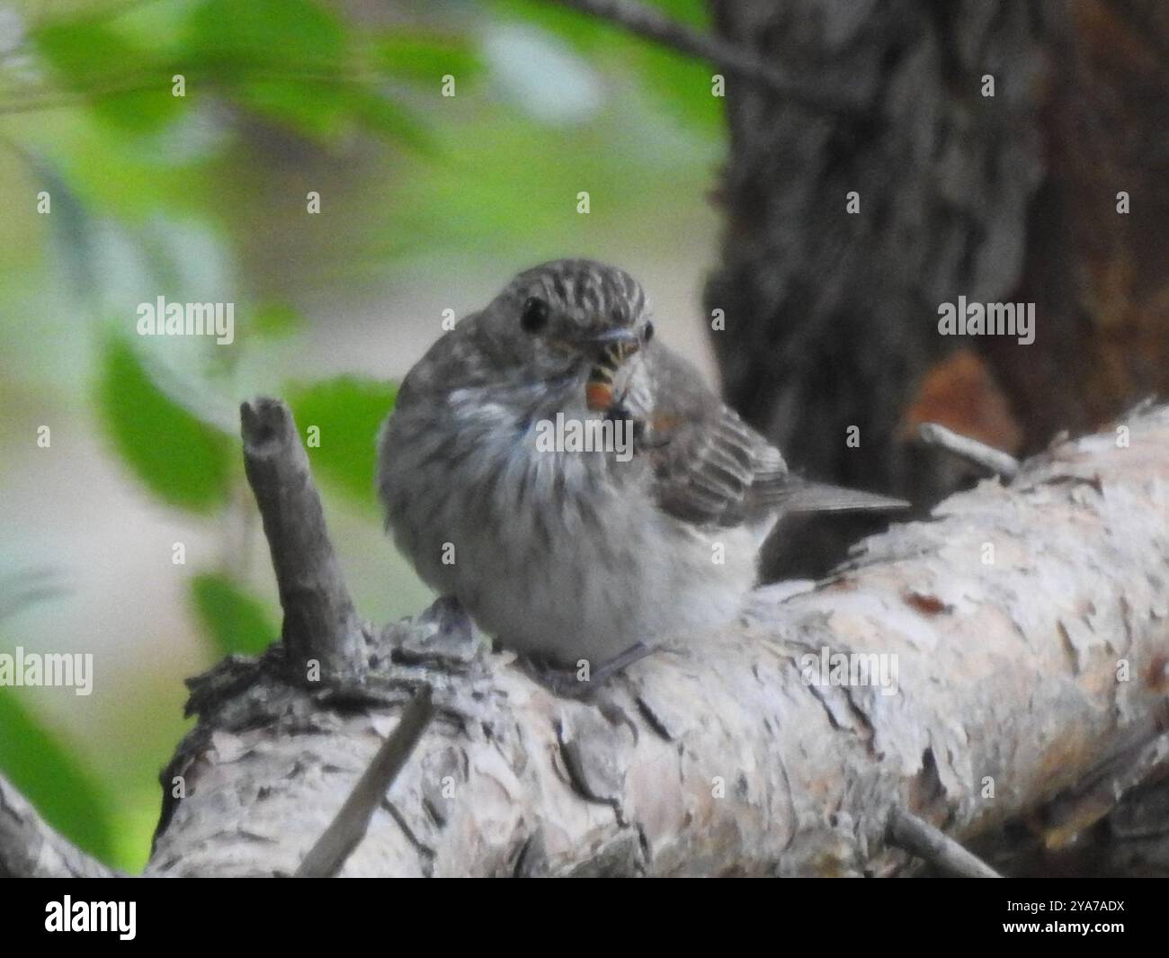Red-banded Yellowjacket (Vespula rufa) Insecta Stock Photo - Alamy