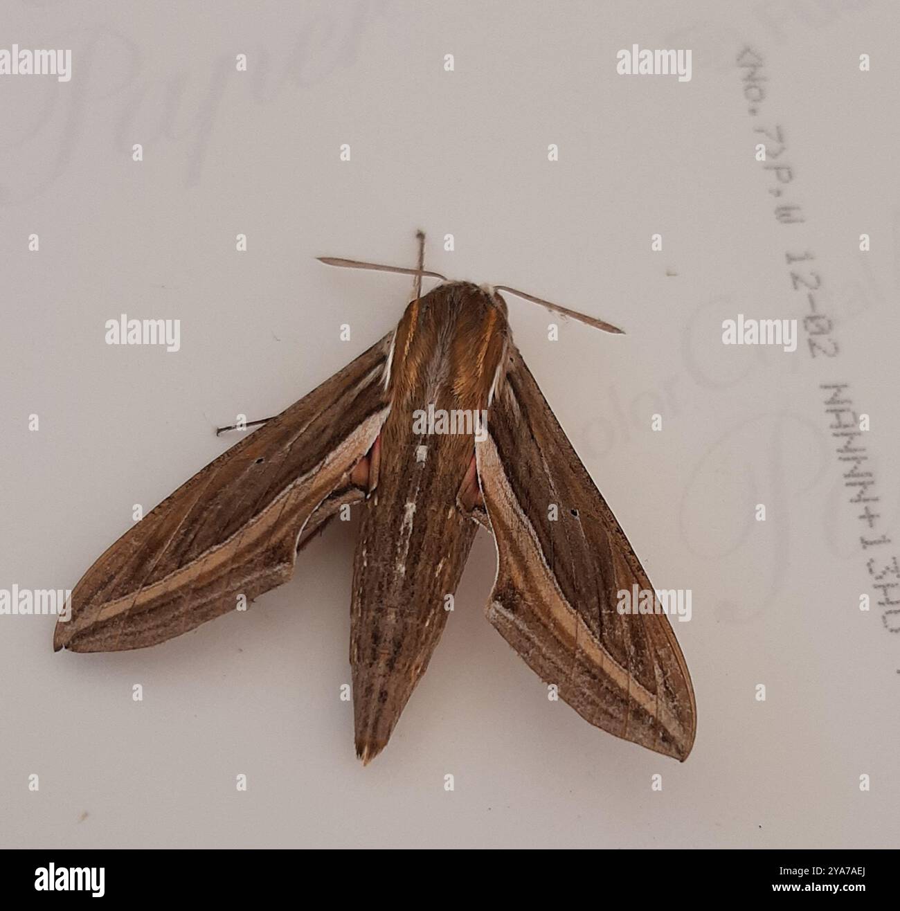 Vine Hawkmoth (Hippotion celerio) Insecta Stock Photo - Alamy