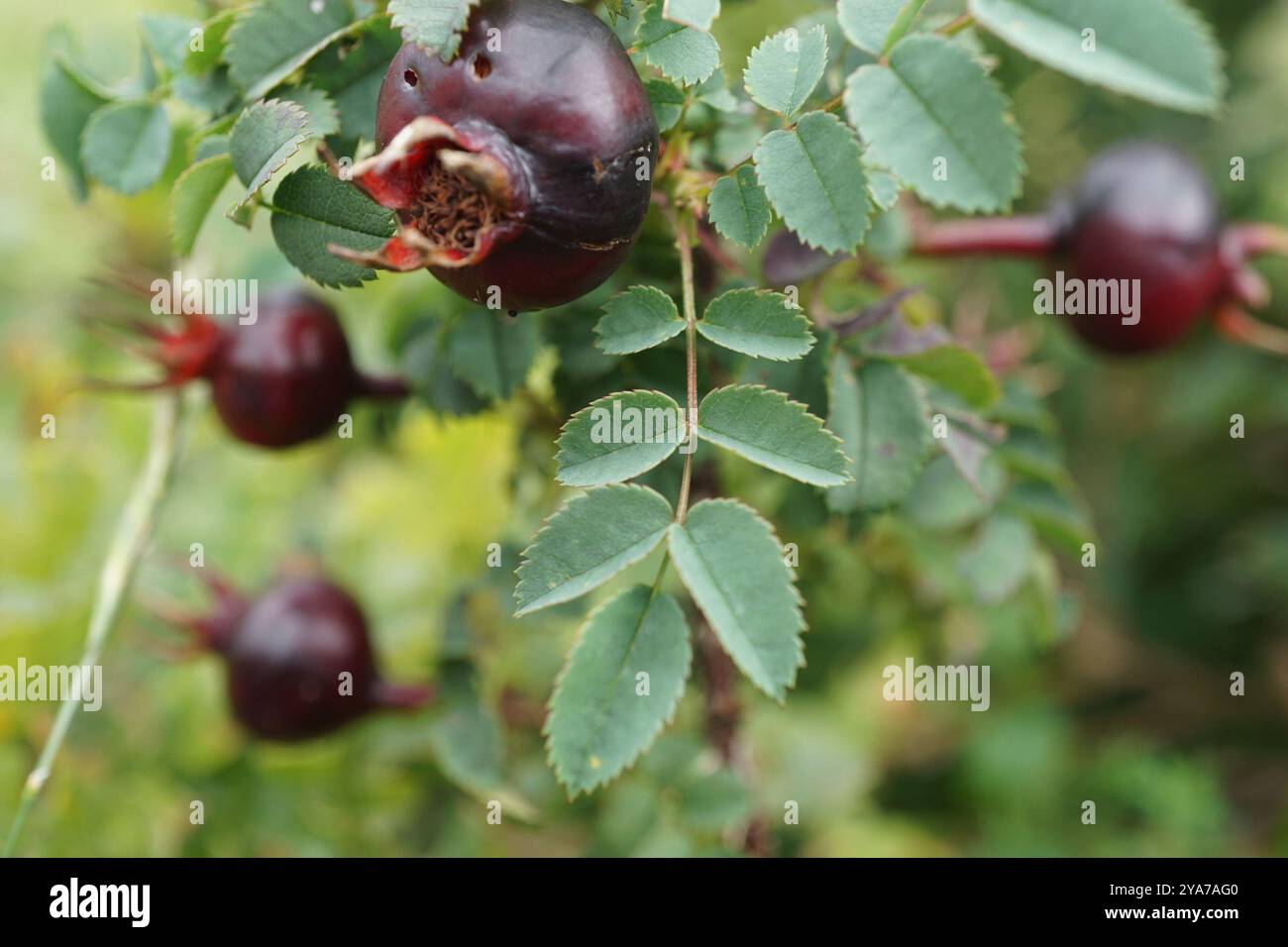 Burnet Rose (Rosa spinosissima) Plantae Stock Photo - Alamy