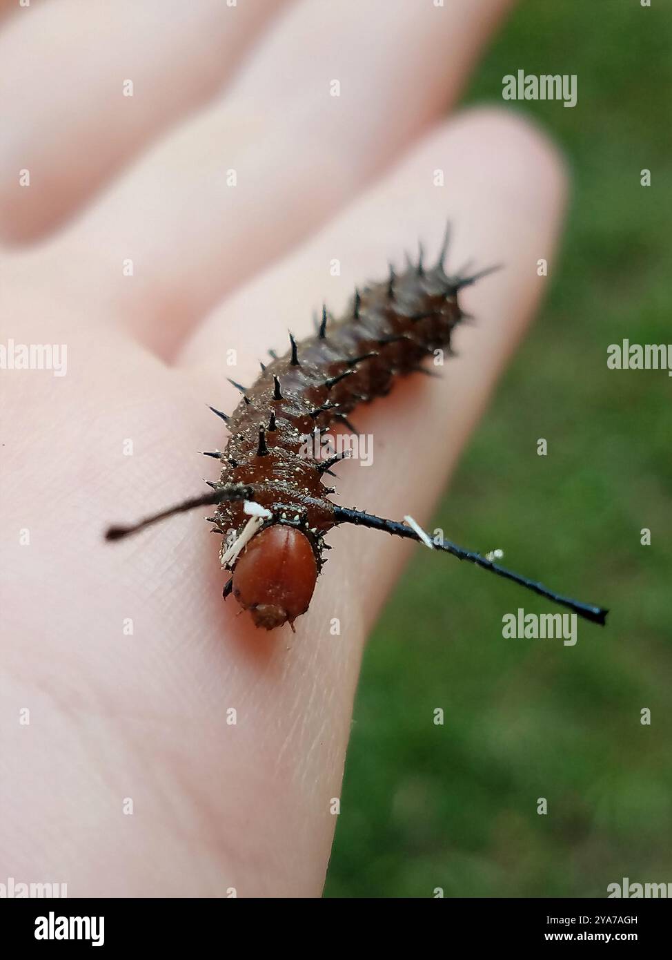 Oakworm moth hi-res stock photography and images - Alamy