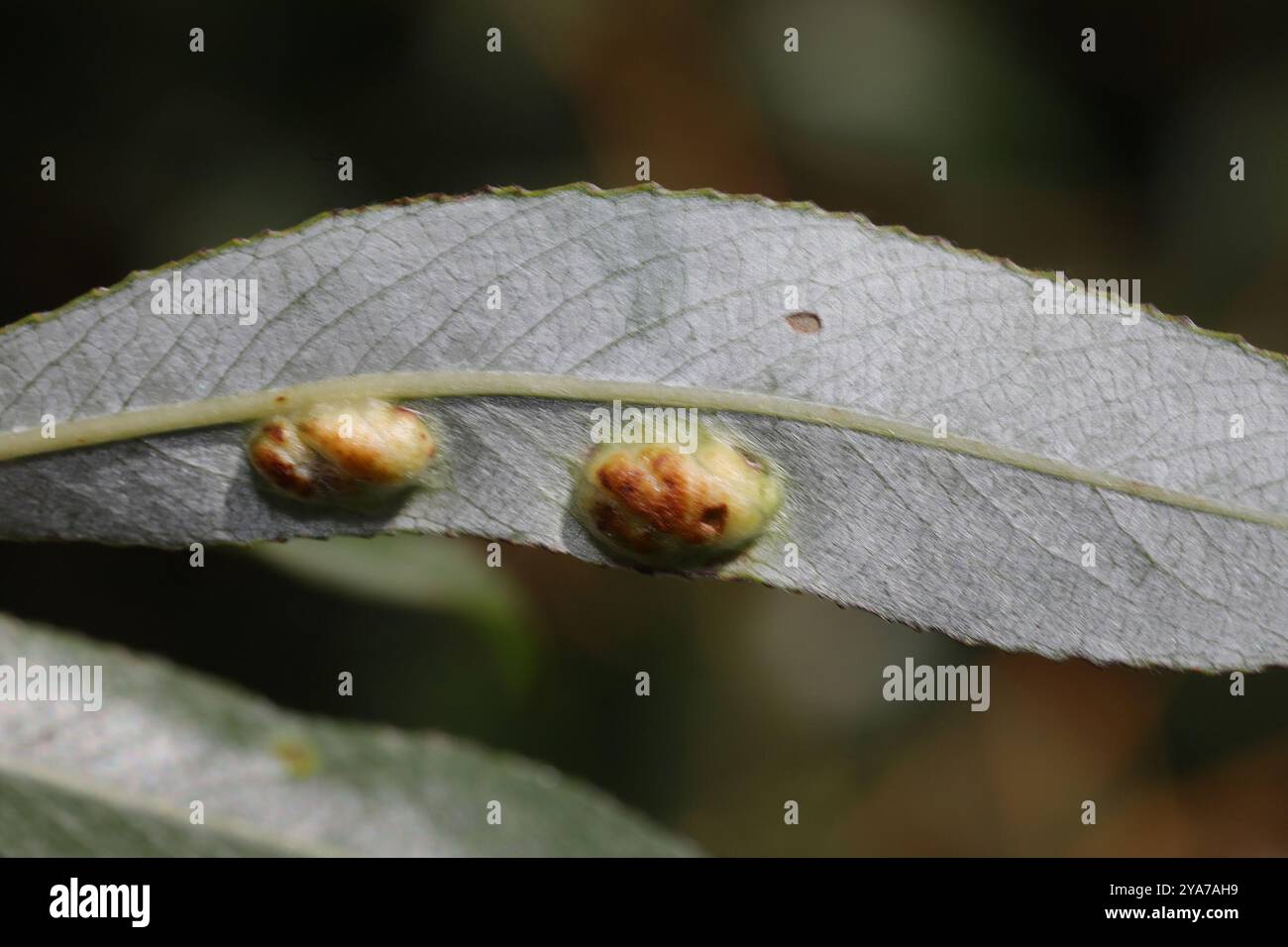 Willow Redgall Sawfly (Euura proxima) Insecta Stock Photo - Alamy