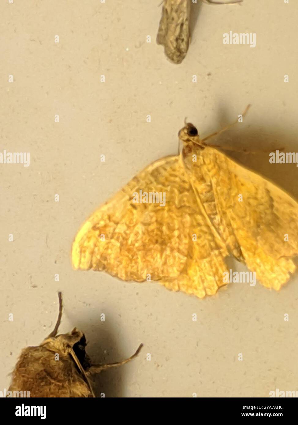 Yellow Shell Moth (Camptogramma bilineata) Insecta Stock Photo - Alamy