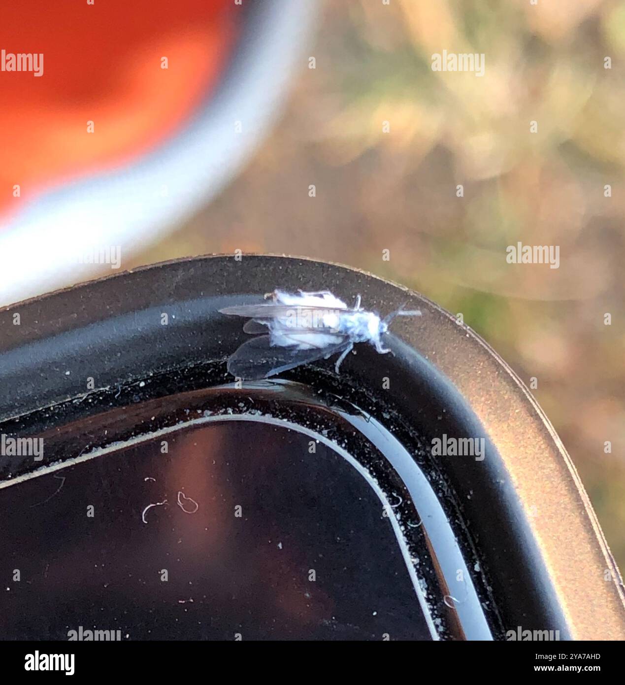 Woolly Aphids and Gall-making Aphids (Eriosomatinae) Insecta Stock ...