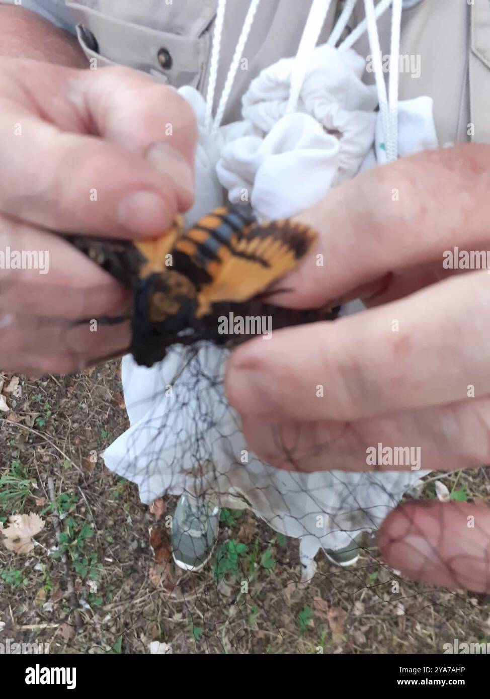 Death's Head Hawkmoth (Acherontia atropos) Insecta Stock Photo - Alamy