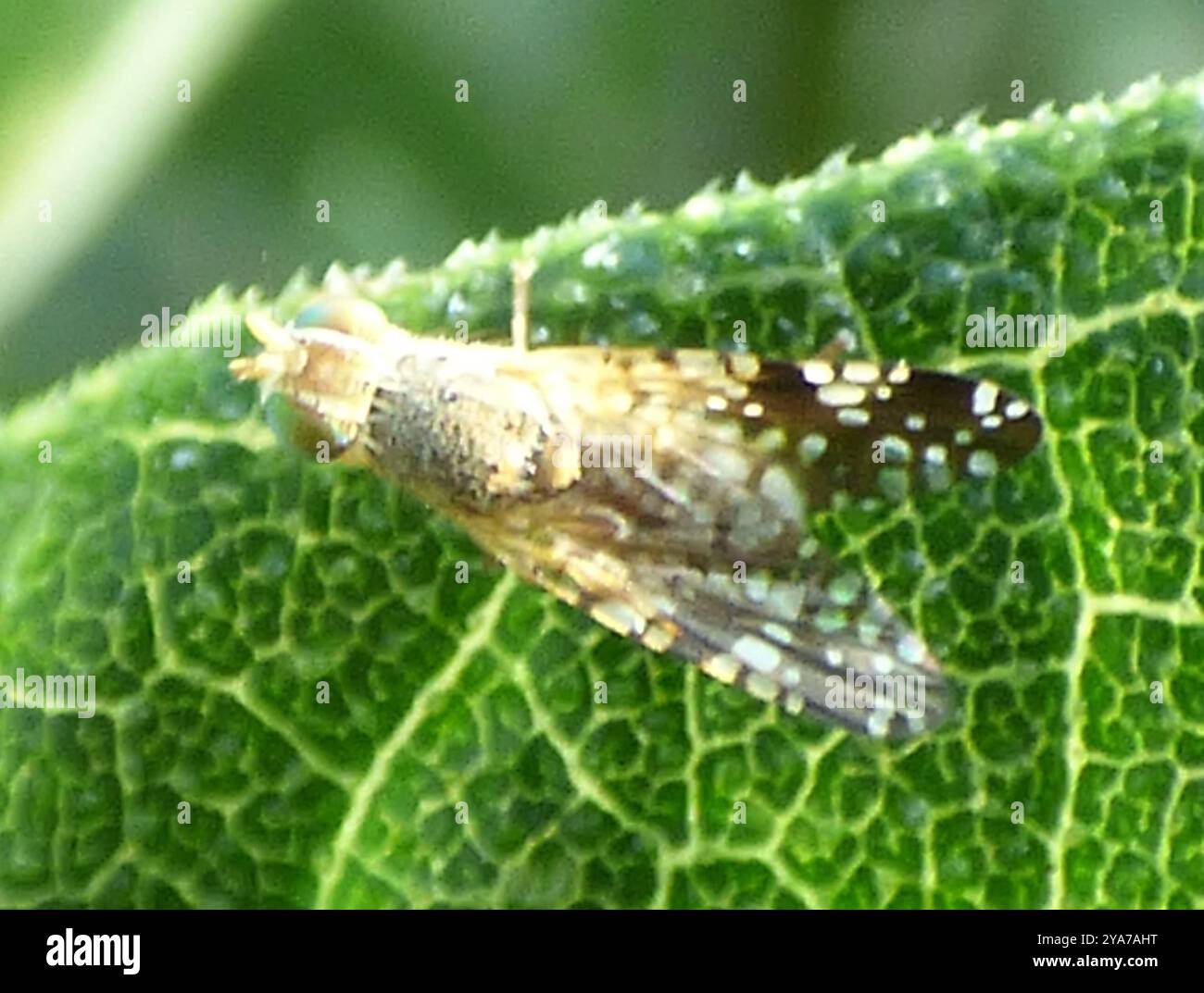 Sunflower Seed Maggot (Neotephritis finalis) Insecta Stock Photo - Alamy