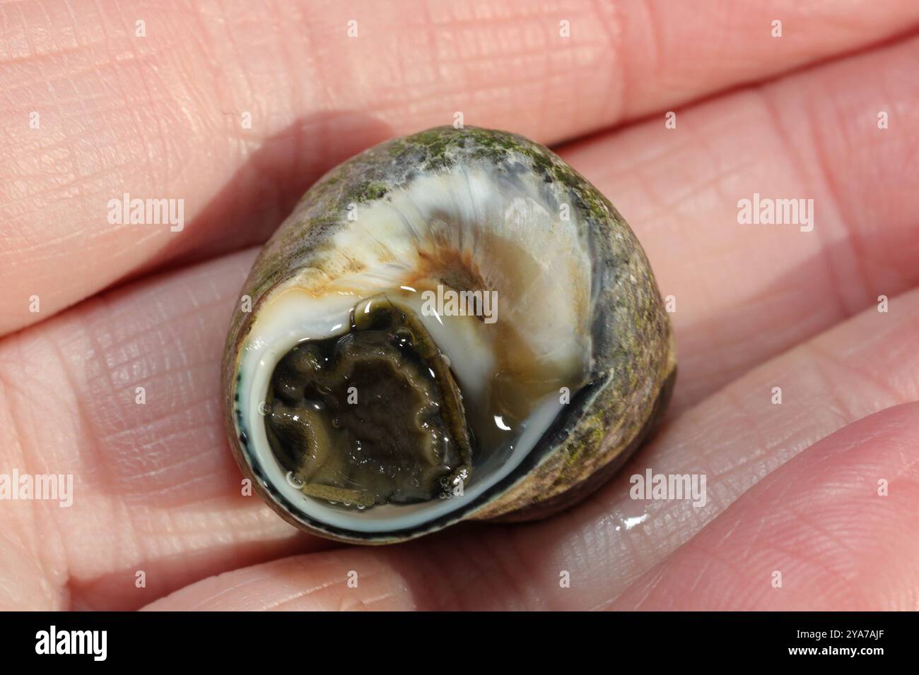 Lined Top Shell (Phorcus lineatus) Mollusca Stock Photo - Alamy