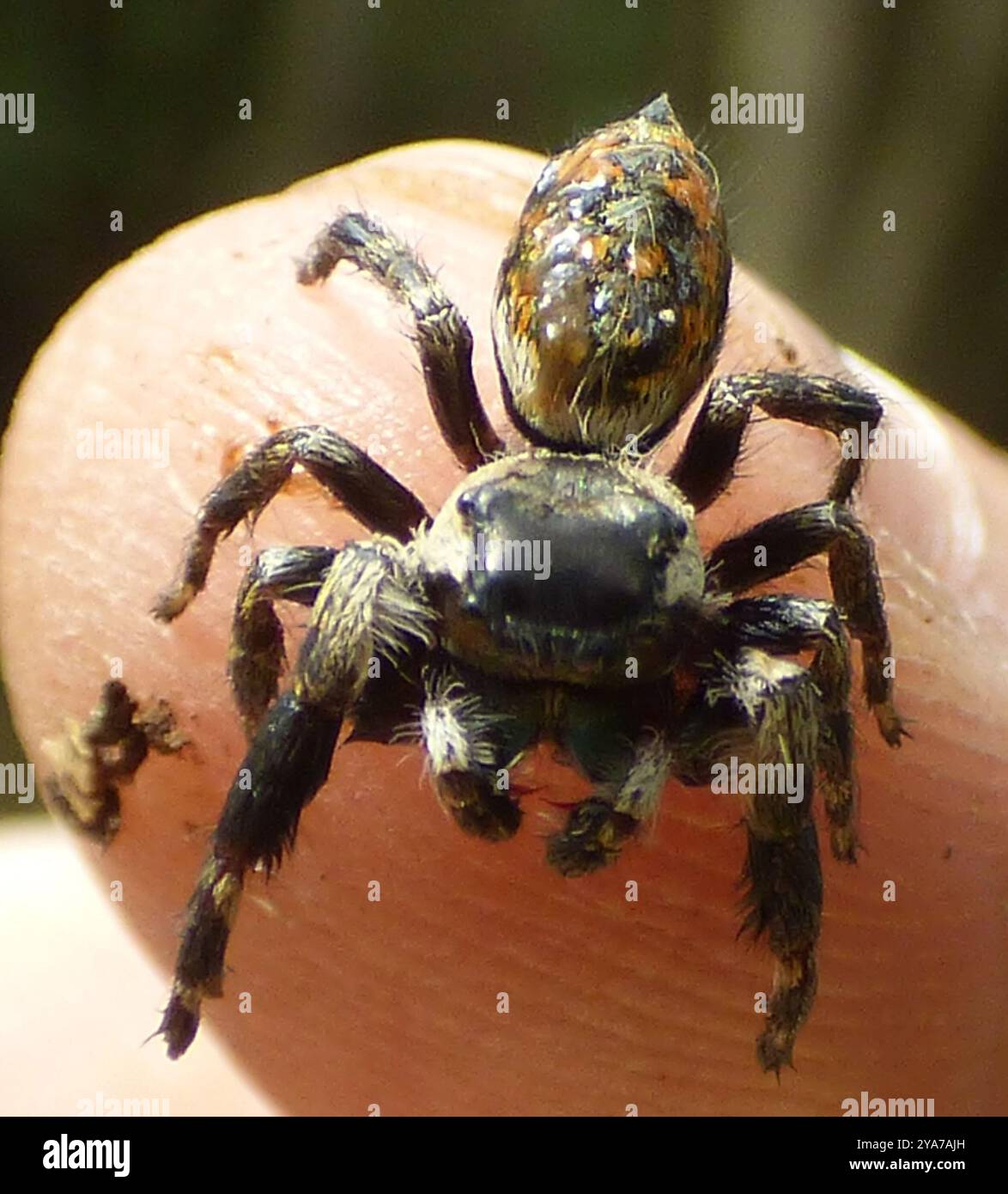 canopy jumping spider (Phidippus otiosus) Arachnida Stock Photo - Alamy