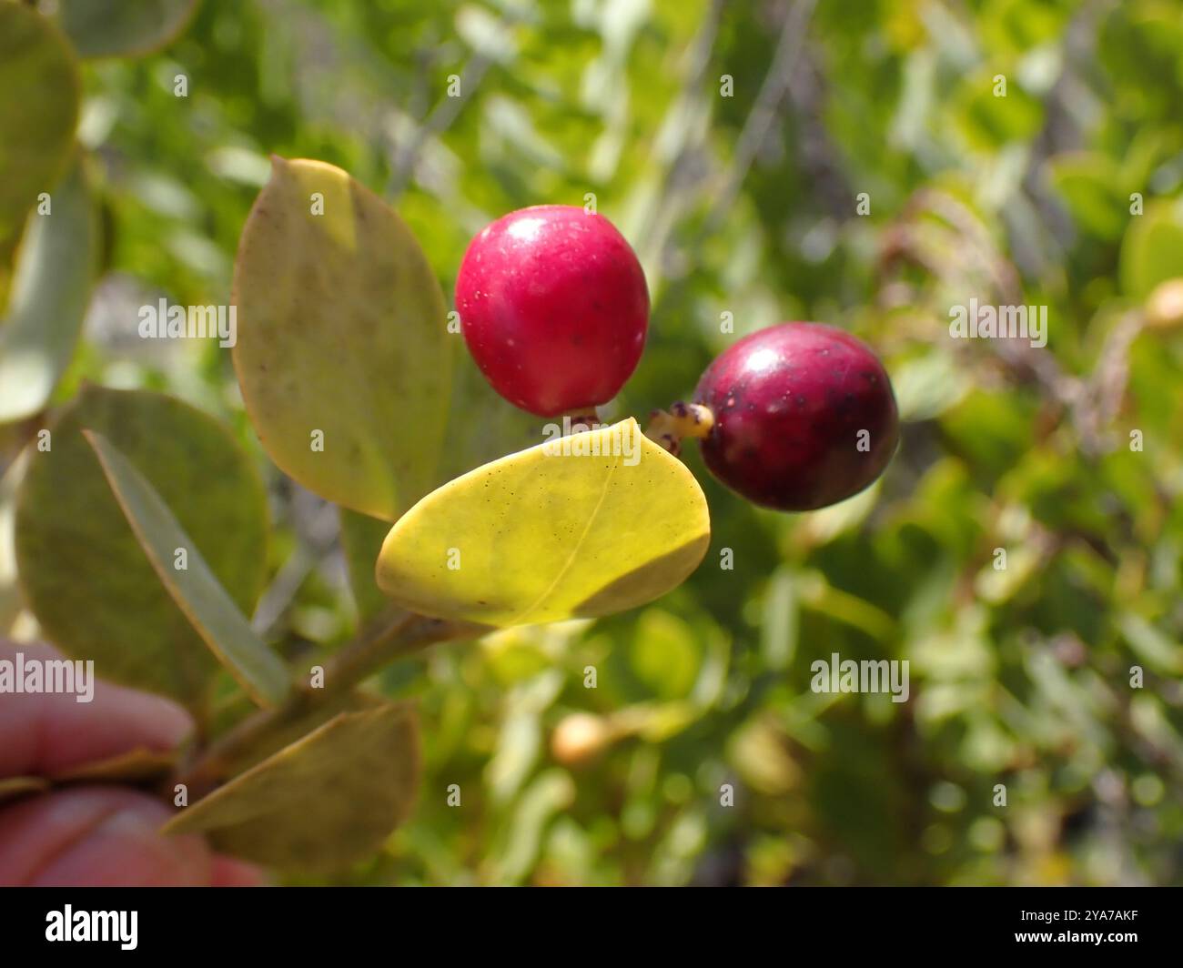 Cape Sumach (Colpoon compressum) Plantae Stock Photo - Alamy
