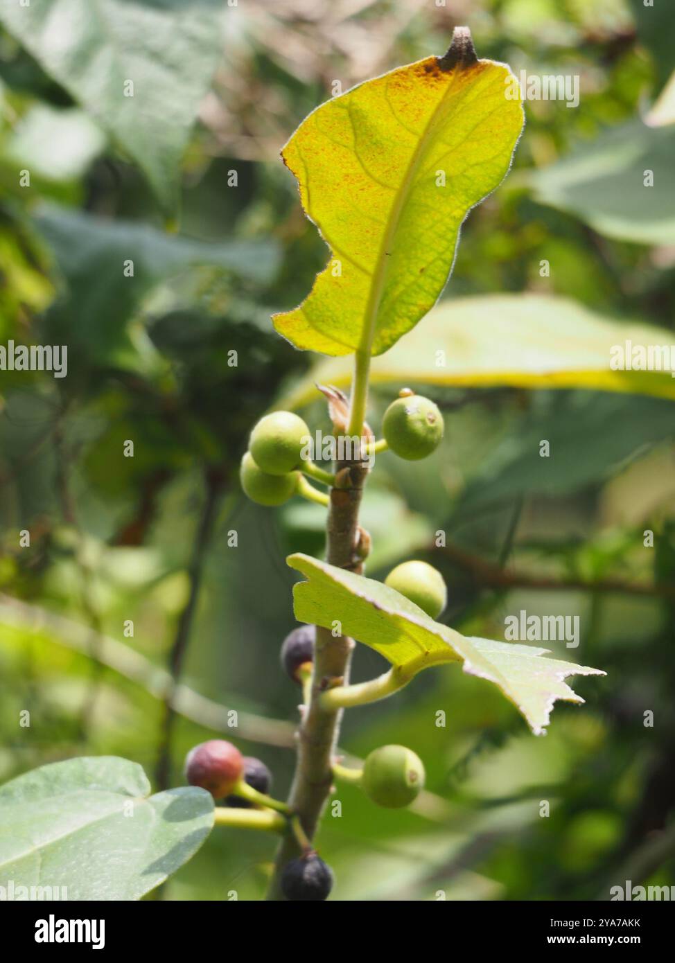 Fairy Fig (Ficus erecta) Plantae Stock Photo - Alamy