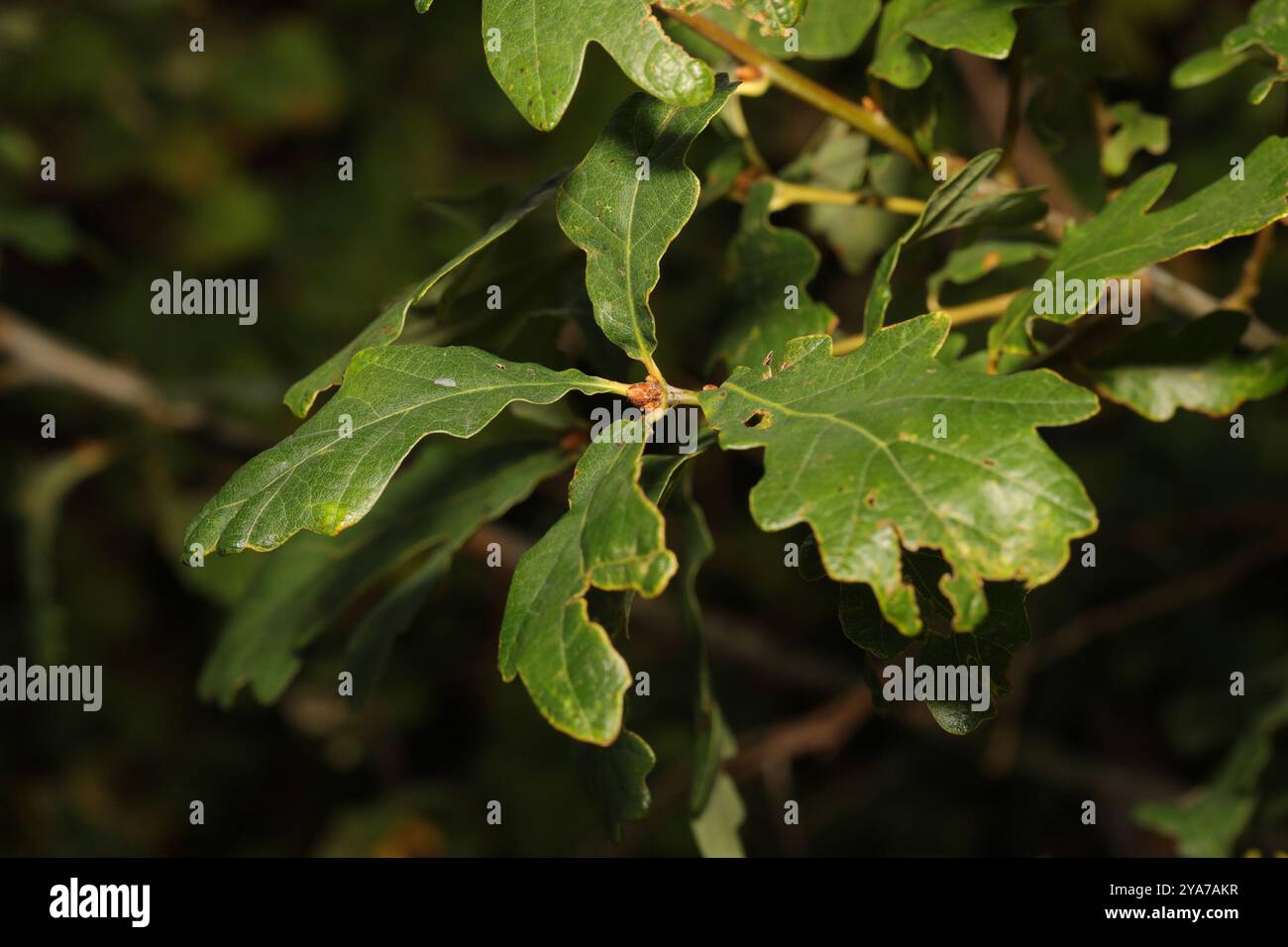 sessile oak (Quercus petraea) Plantae Stock Photo - Alamy