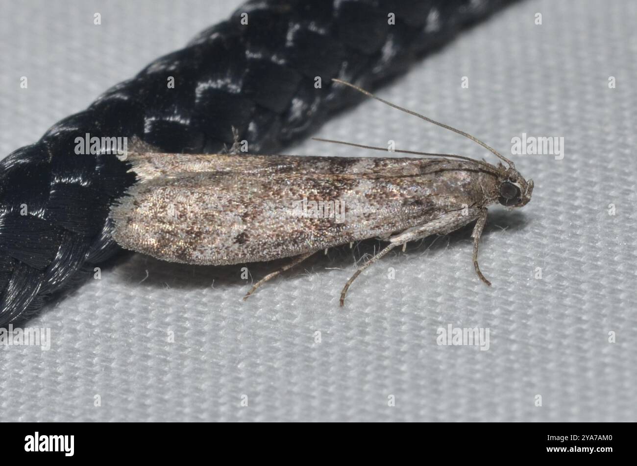 Mediterranean Flour Moth (Ephestia kuehniella) Insecta Stock Photo - Alamy